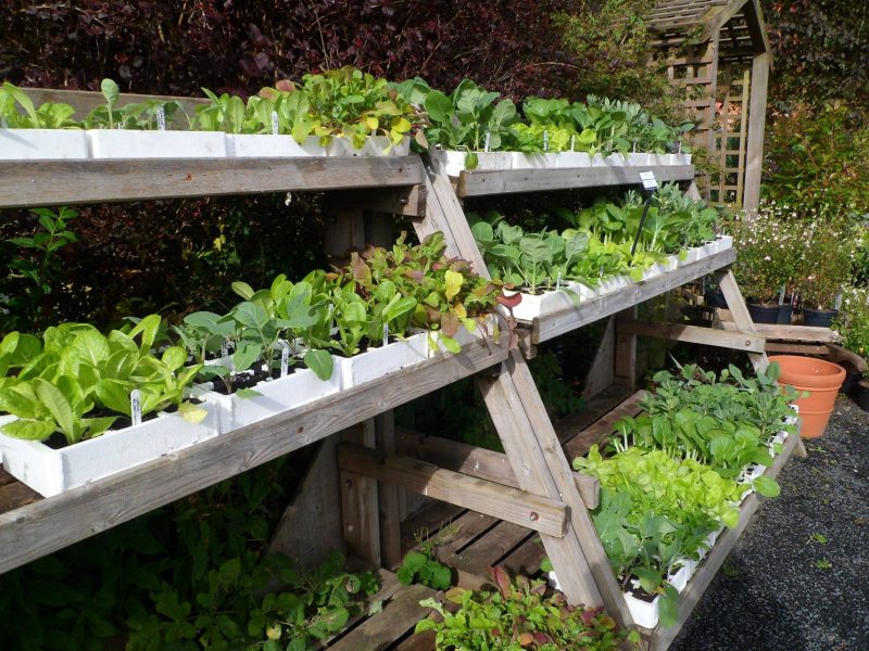 Woodside Garden |Plant Centre & Birdhouse Tearoom| Nr Jedburgh