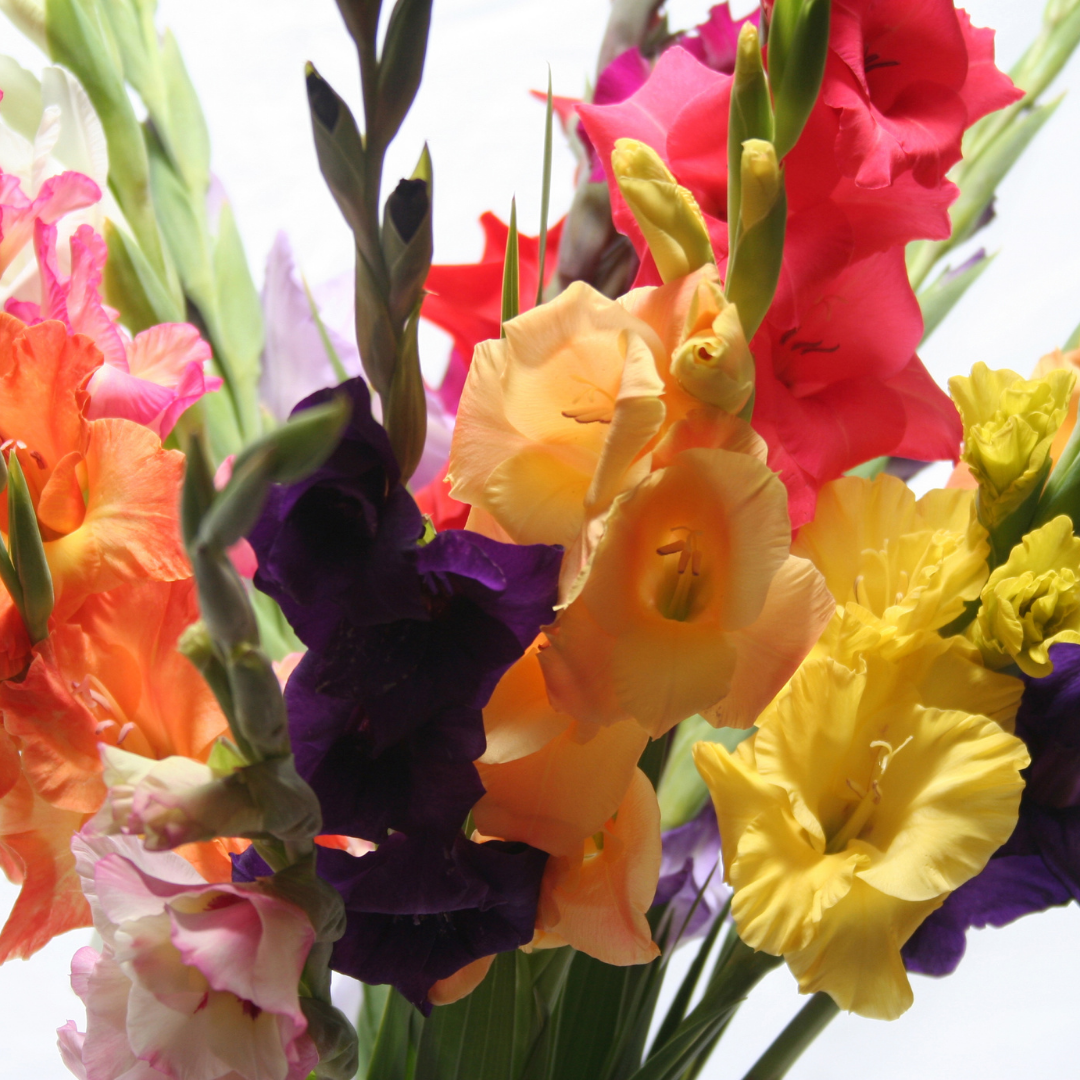 Summer Flowering Bulbs | Woodside Garden