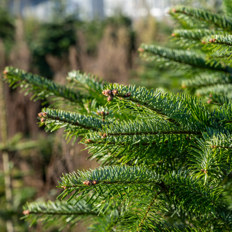 Woodside Garden Plant Centre and Tea Room | Scottish Borders