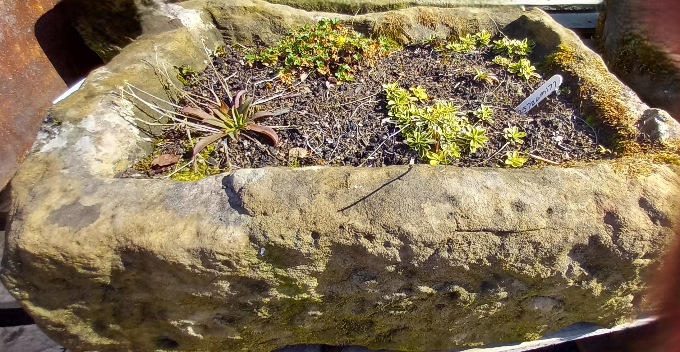 Small sandstone rectangular trough | Woodside Garden